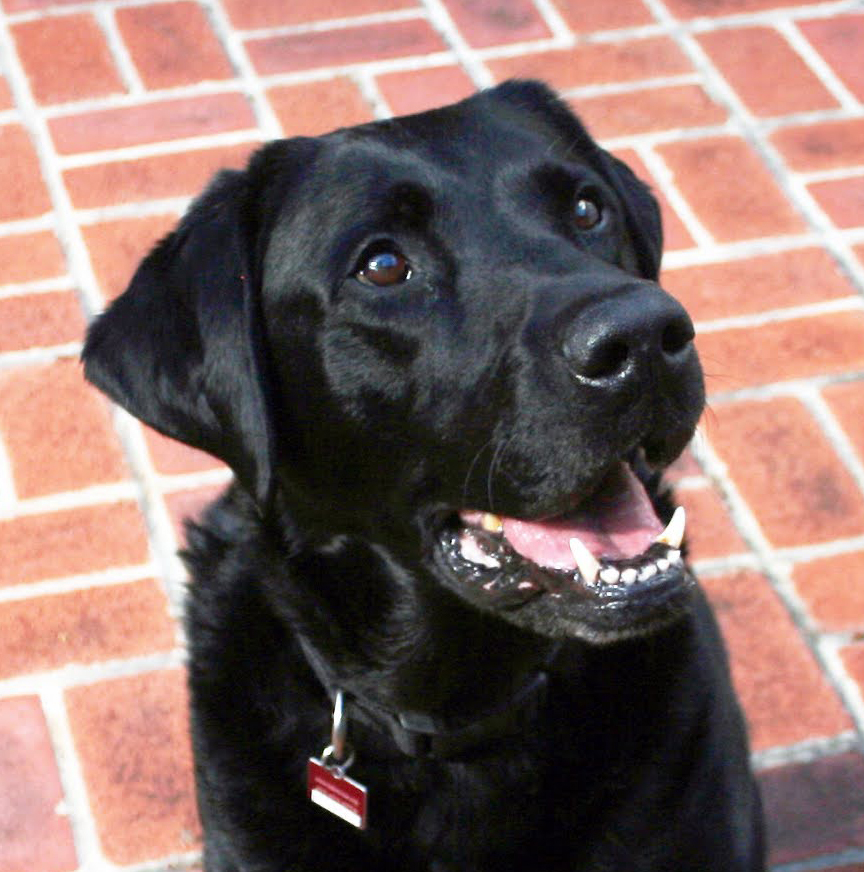 Labs Available from GGLRR Lab Rescue - or in the process of being adopted