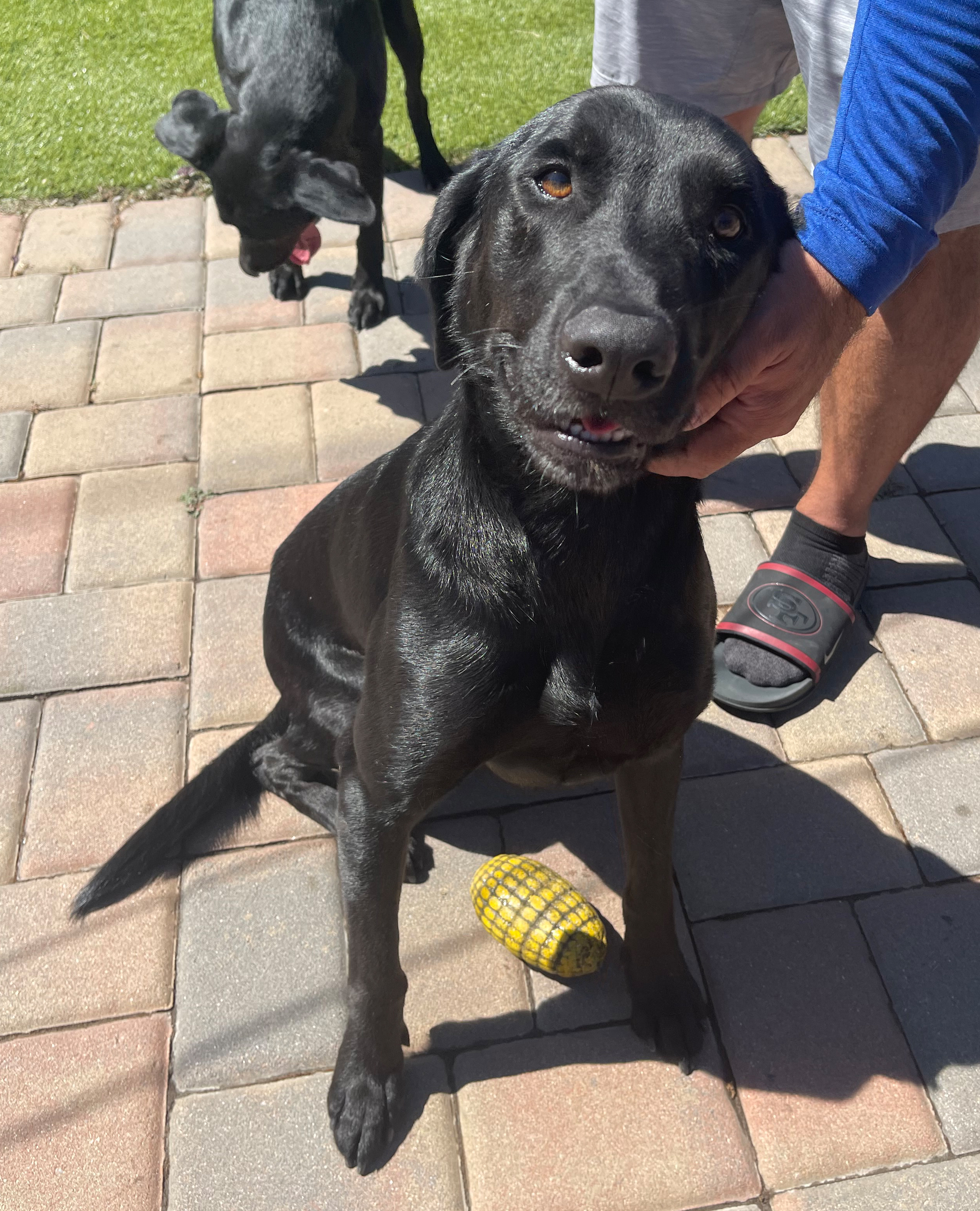 Labs Available from GGLRR Lab Rescue - or in the process of being adopted