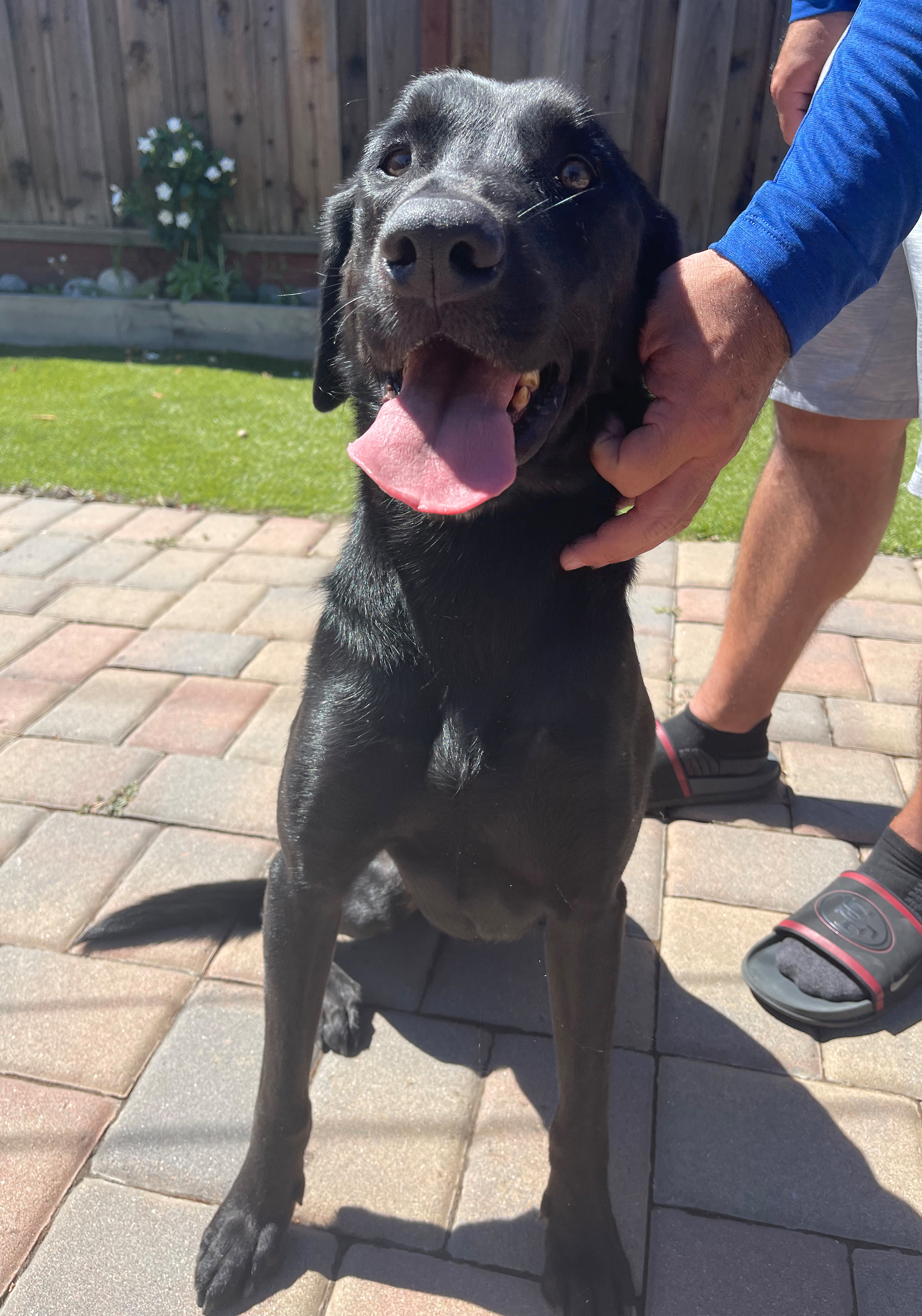 Labs Available from GGLRR Lab Rescue - or in the process of being adopted