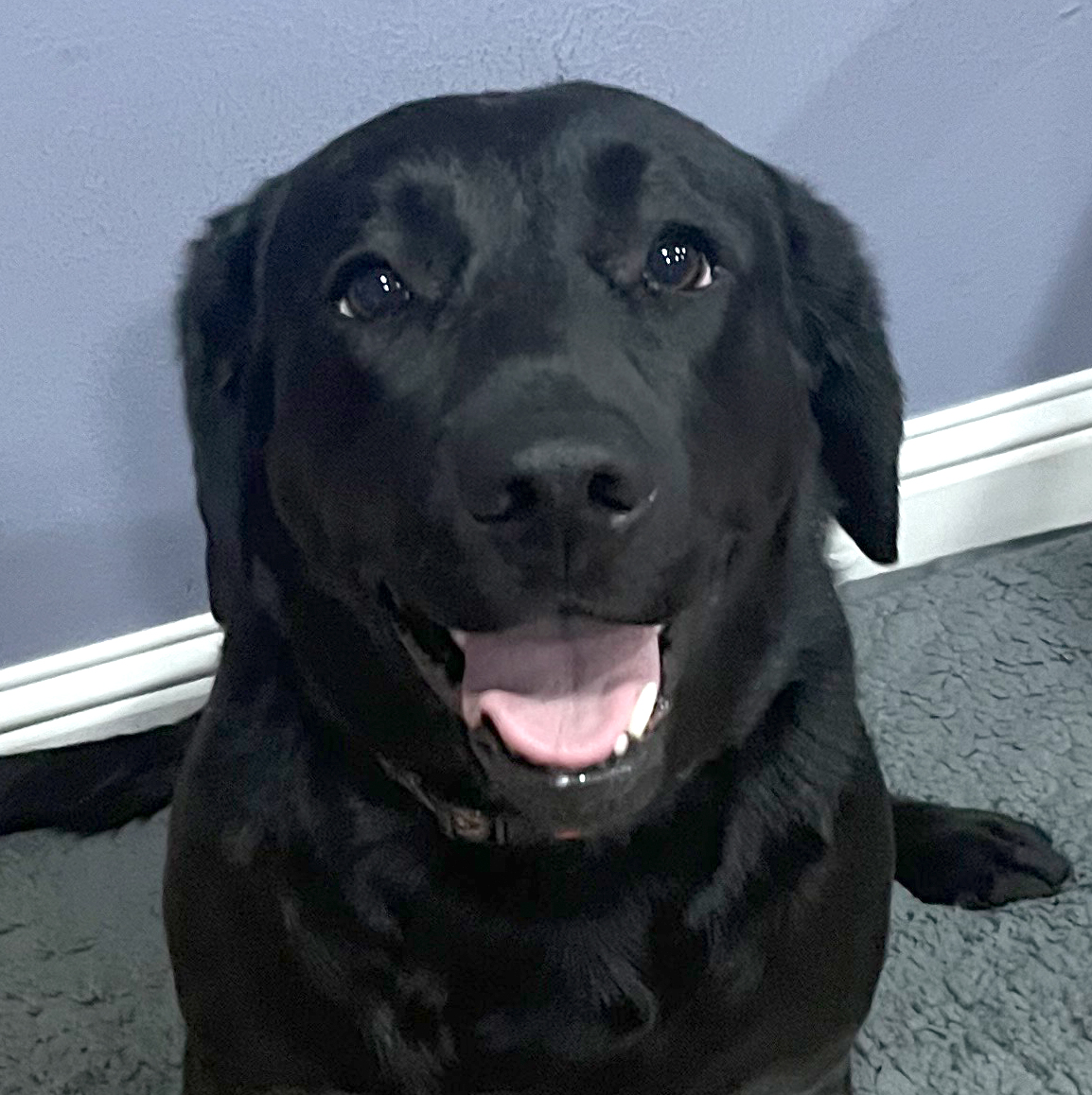 Labs Available from GGLRR Lab Rescue - or in the process of being adopted