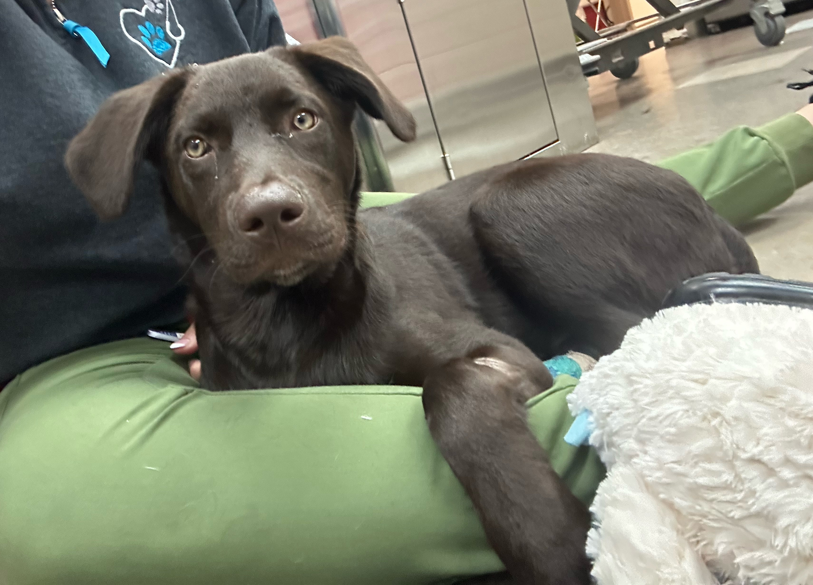 Labs Available from GGLRR Lab Rescue - or in the process of being adopted