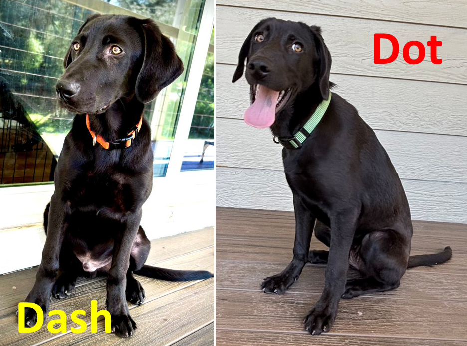 Labs Available from GGLRR Lab Rescue - or in the process of being adopted