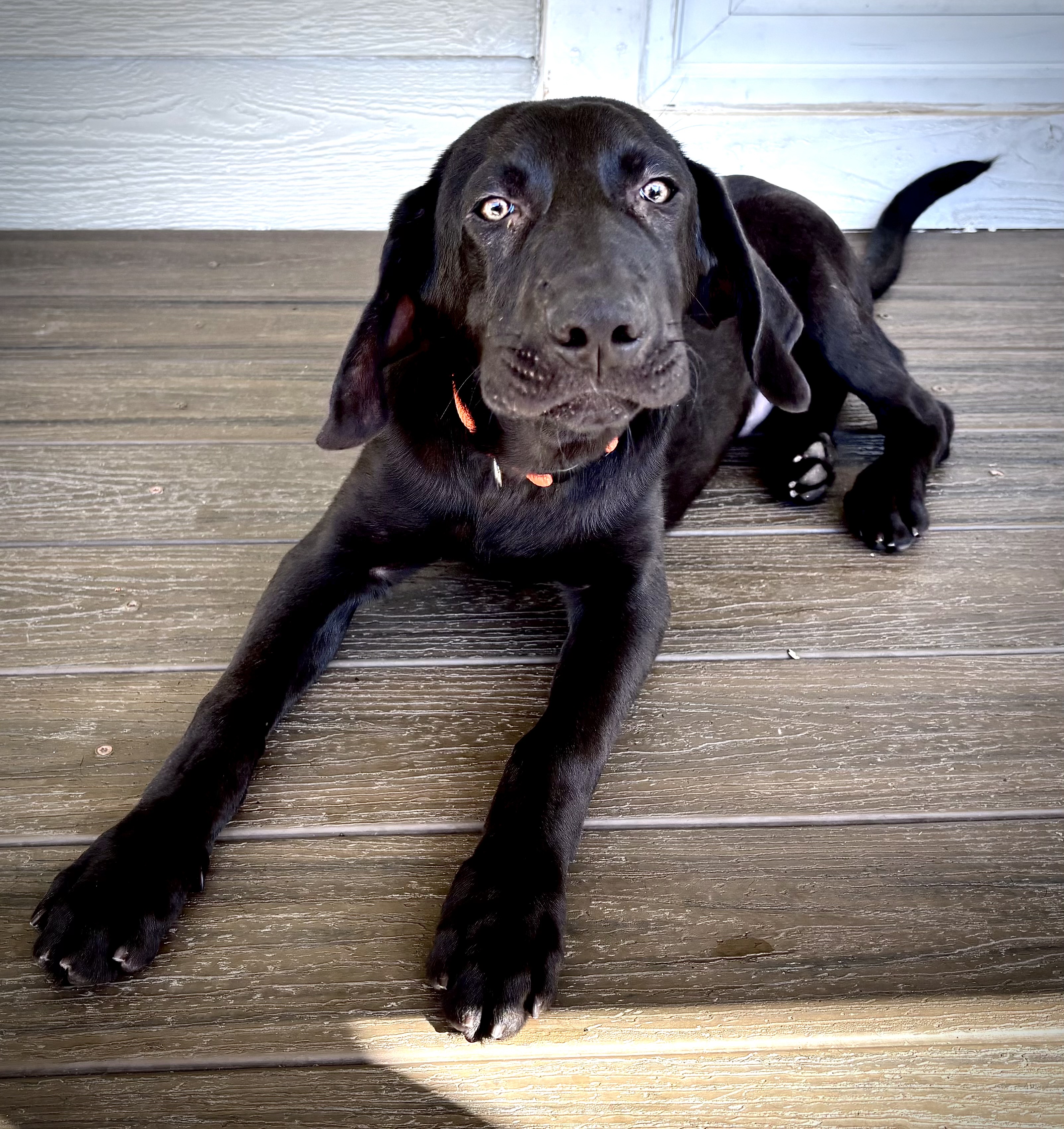 Labs Available from GGLRR Lab Rescue - or in the process of being adopted