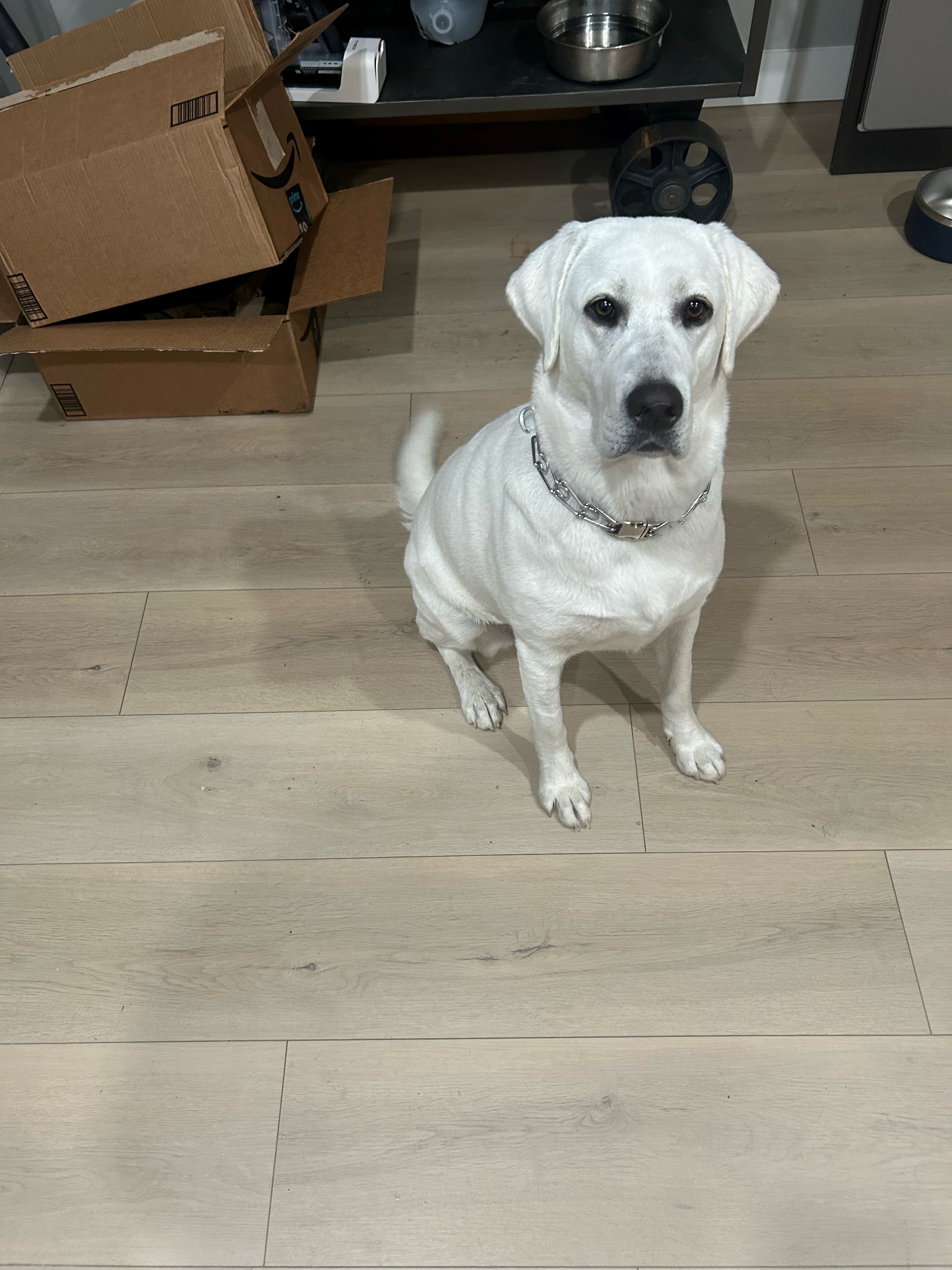 Labs Available from GGLRR Lab Rescue - or in the process of being adopted