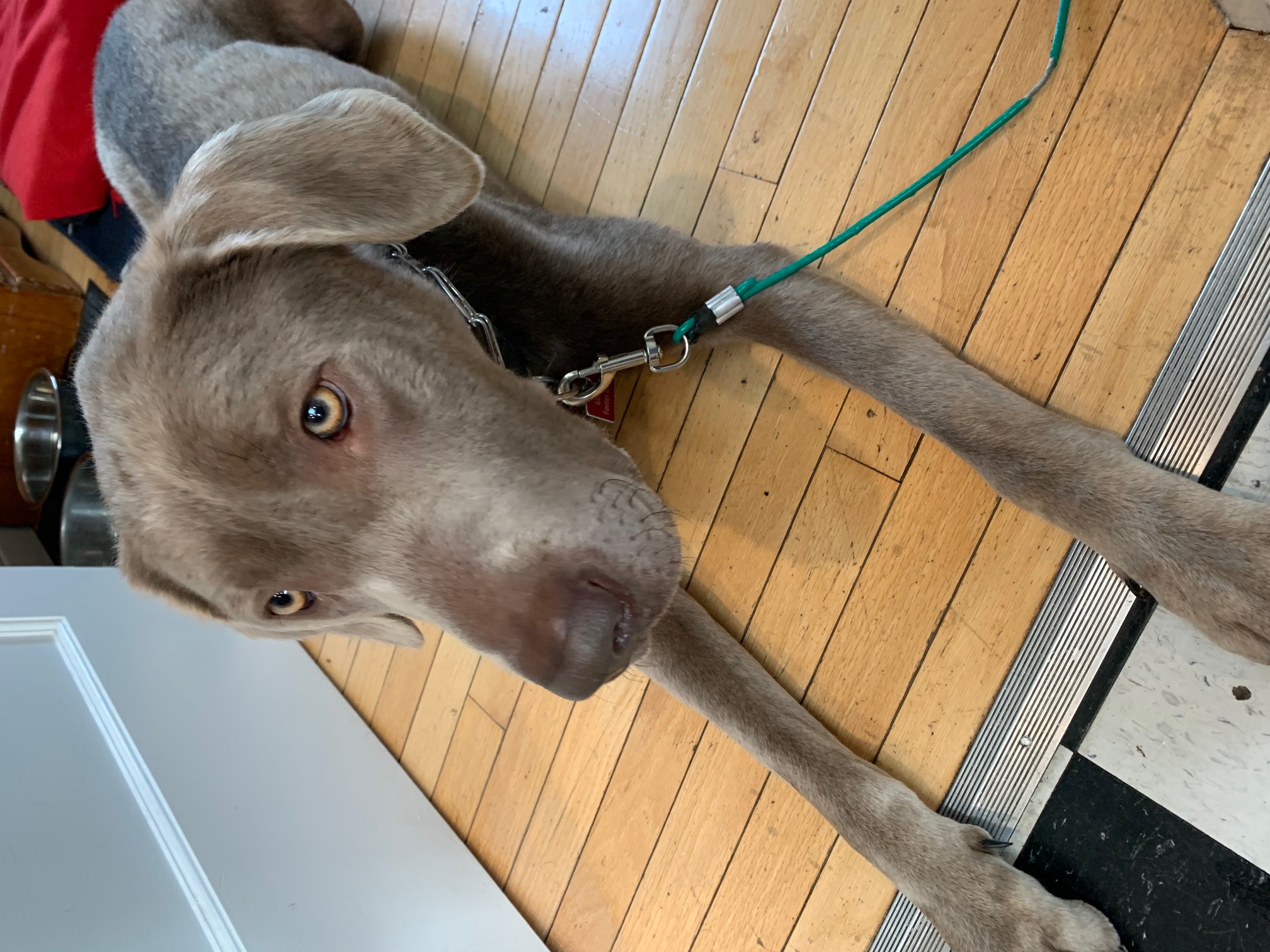 Labs Available from GGLRR Lab Rescue - or in the process of being adopted