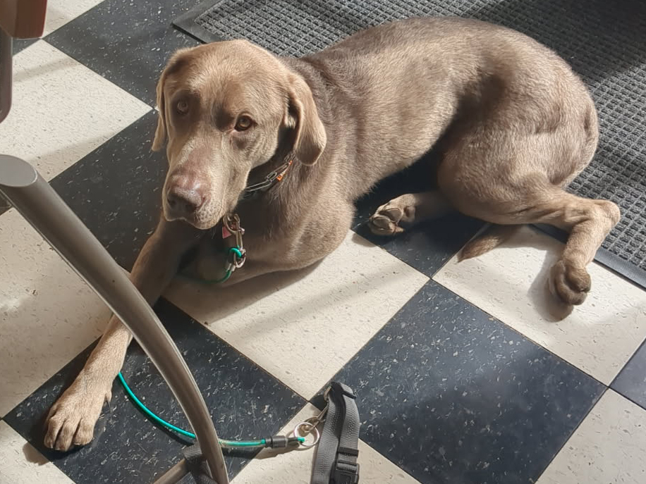 Labs Available from GGLRR Lab Rescue - or in the process of being adopted