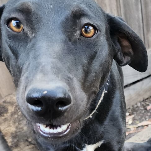 Labs Available from GGLRR Lab Rescue - or in the process of being adopted