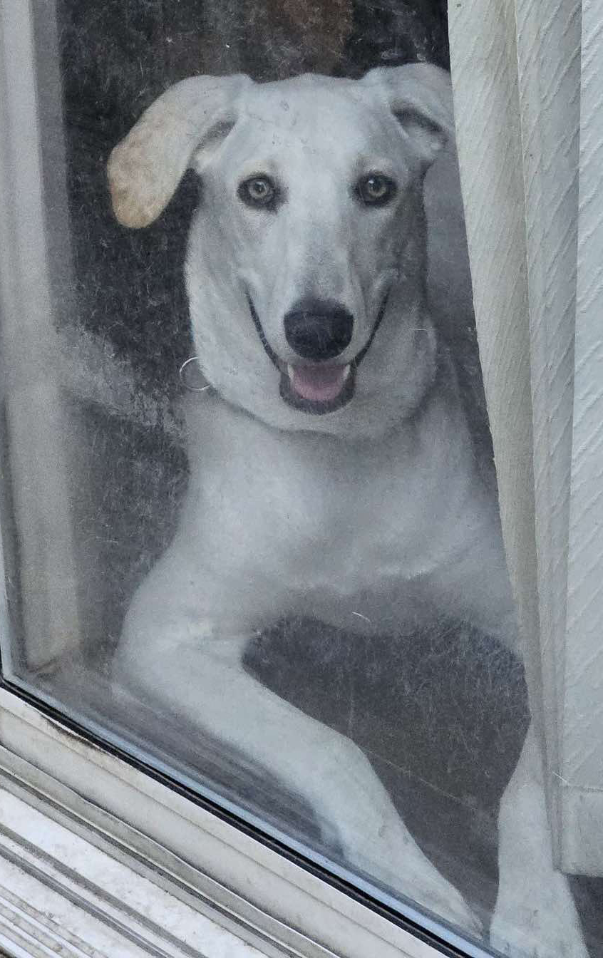 Labs in Need from Other Rescues and Shelters