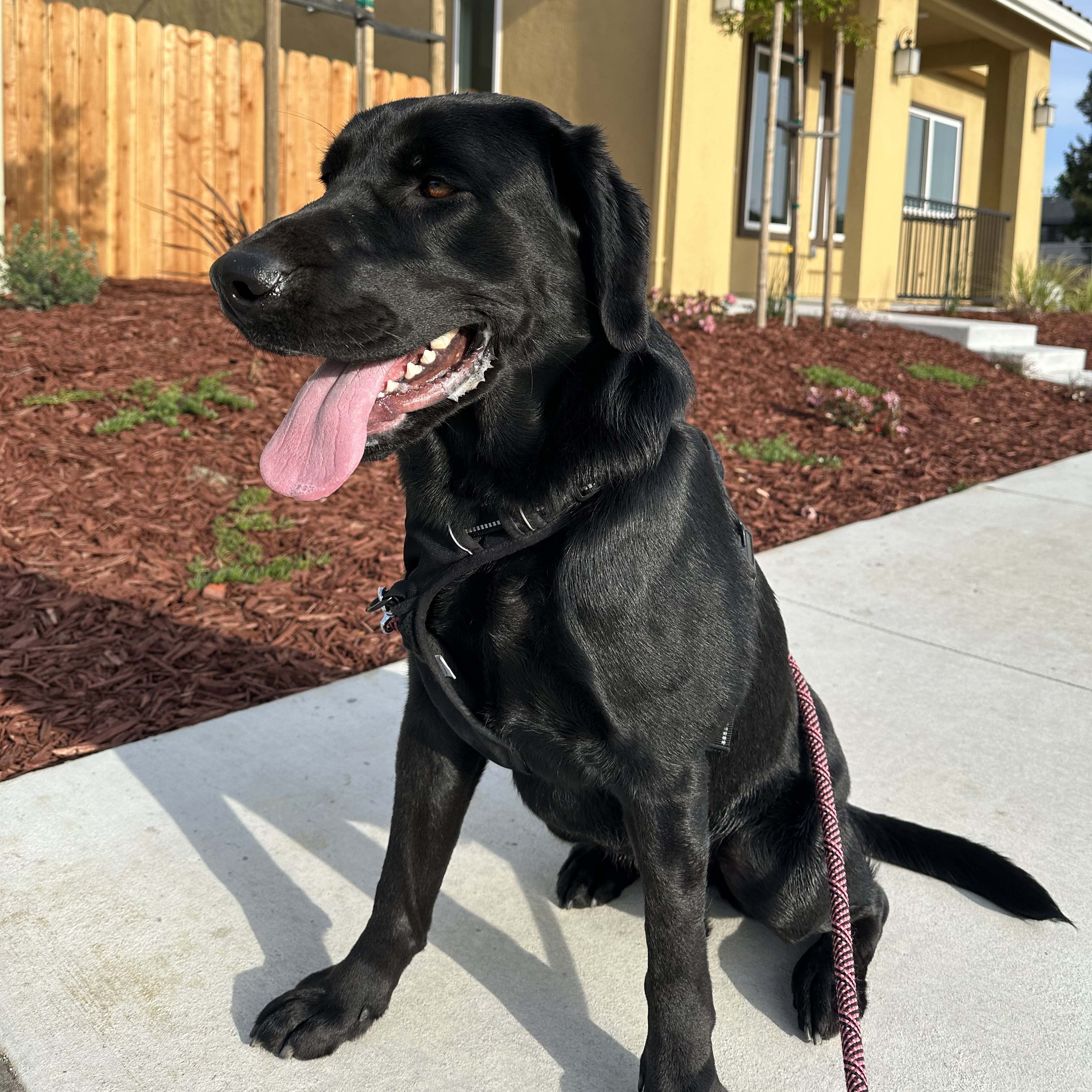 Labs Available from GGLRR Lab Rescue - or in the process of being adopted