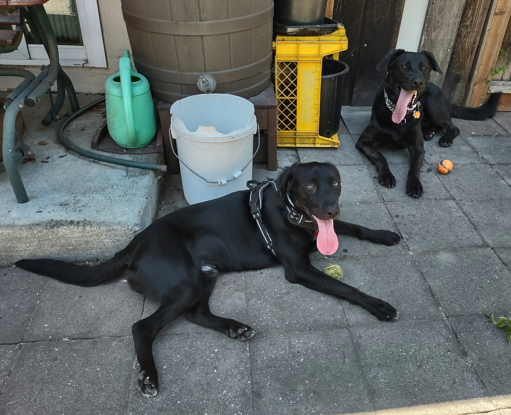 Labs Available from GGLRR Lab Rescue - or in the process of being adopted