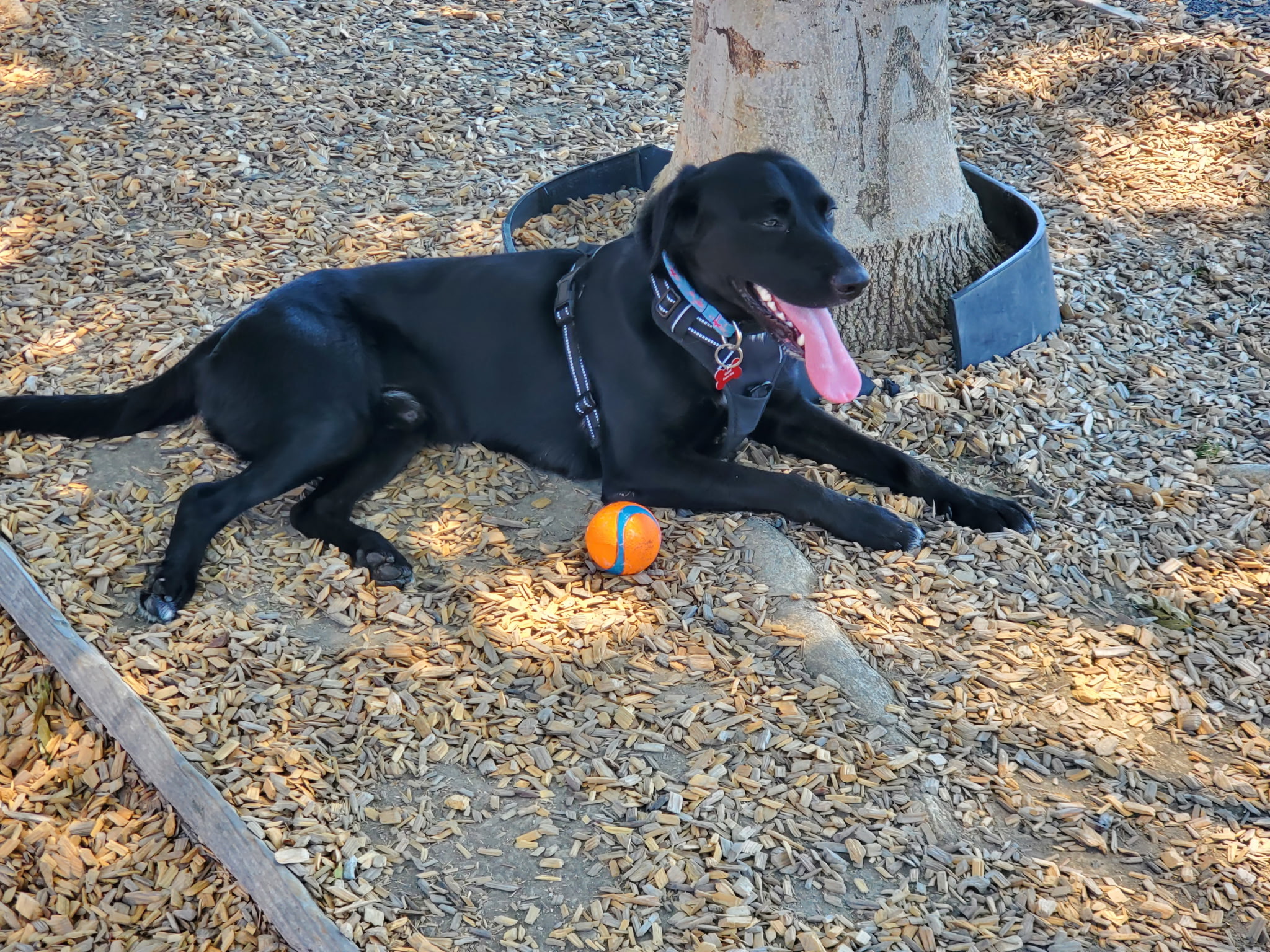 Labs Available from GGLRR Lab Rescue - or in the process of being adopted