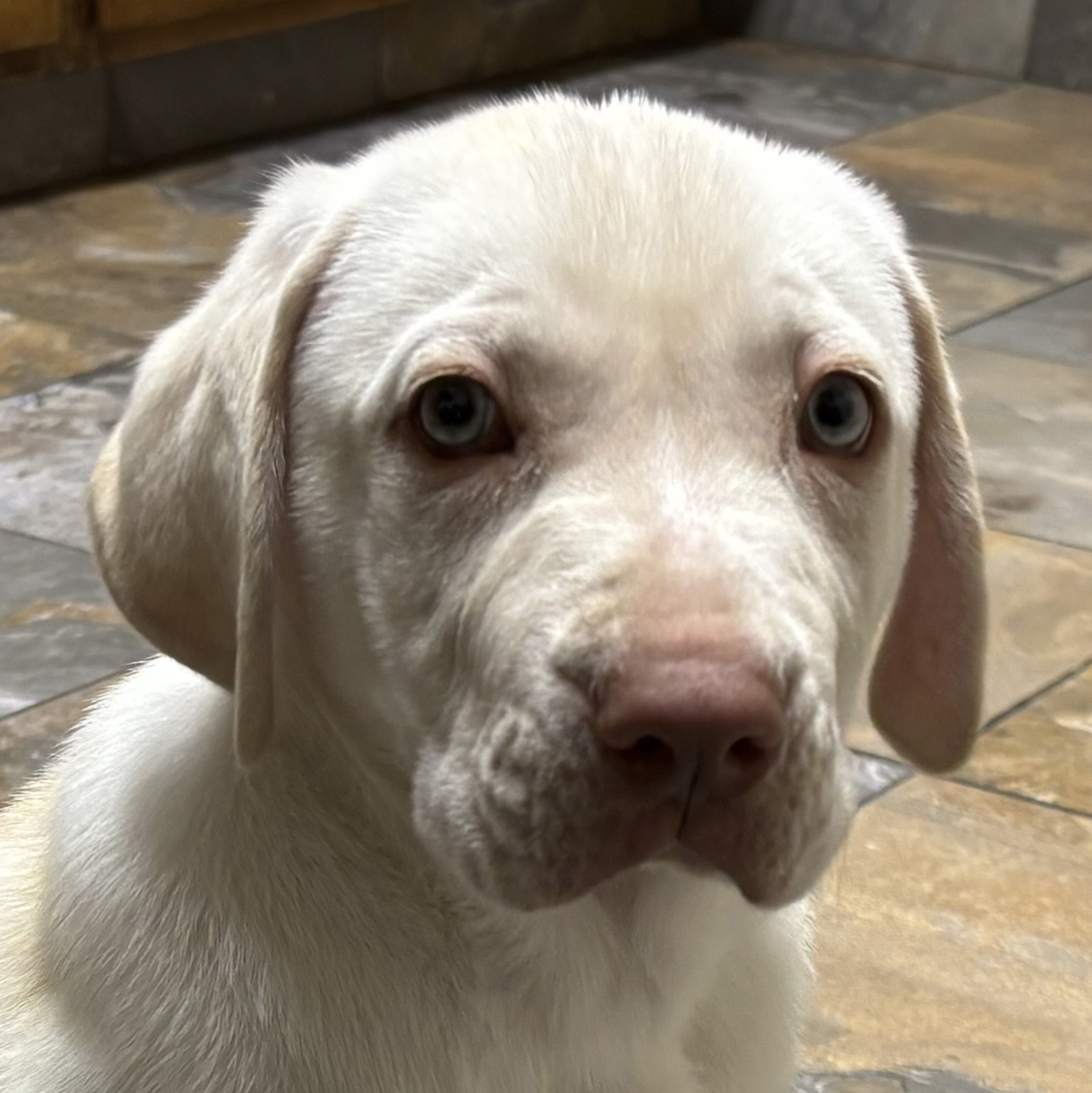 Labs Available from GGLRR Lab Rescue - or in the process of being adopted